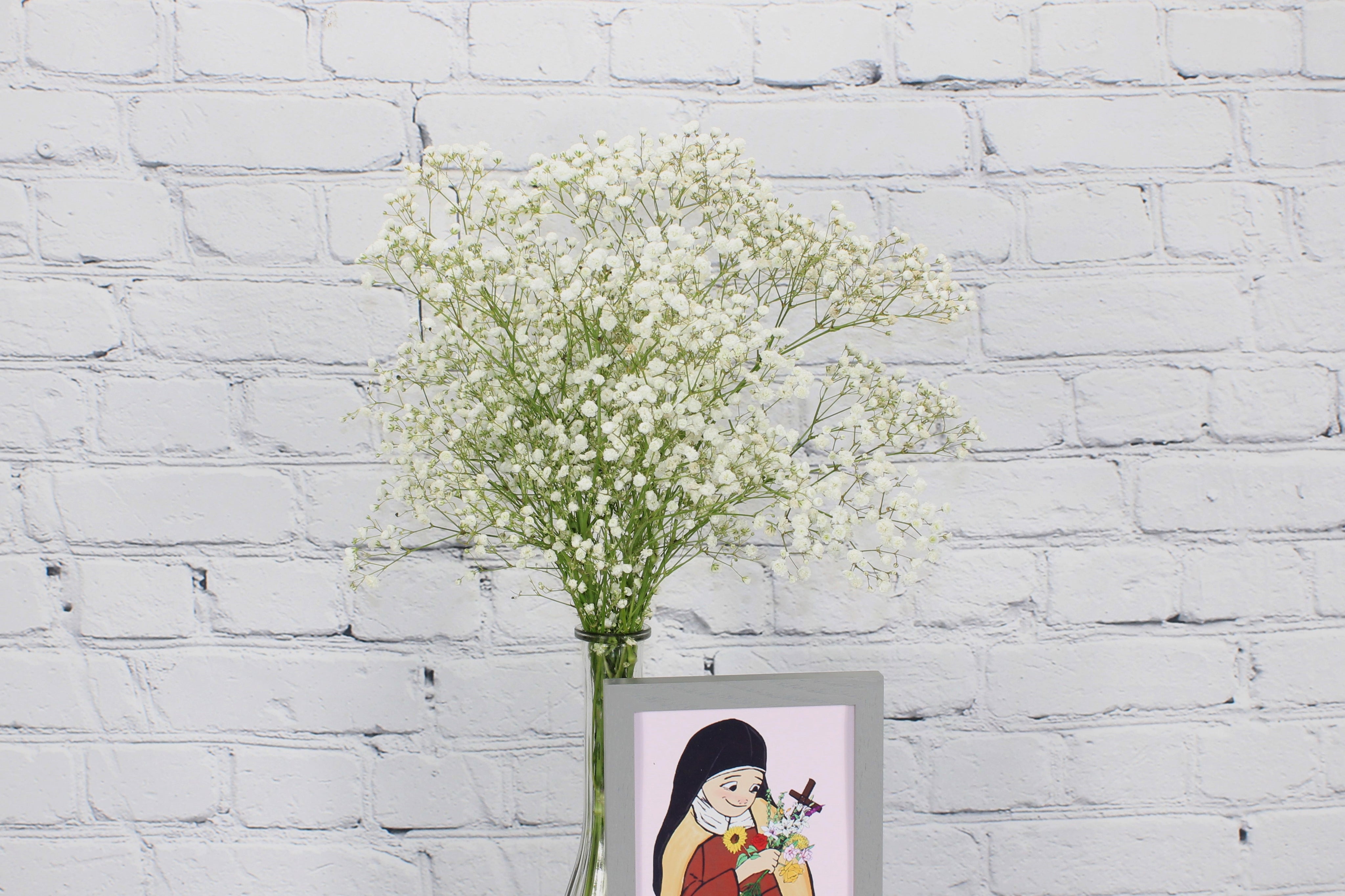 Fresh & Natural Gypsophila Excellence – Therese Flowers