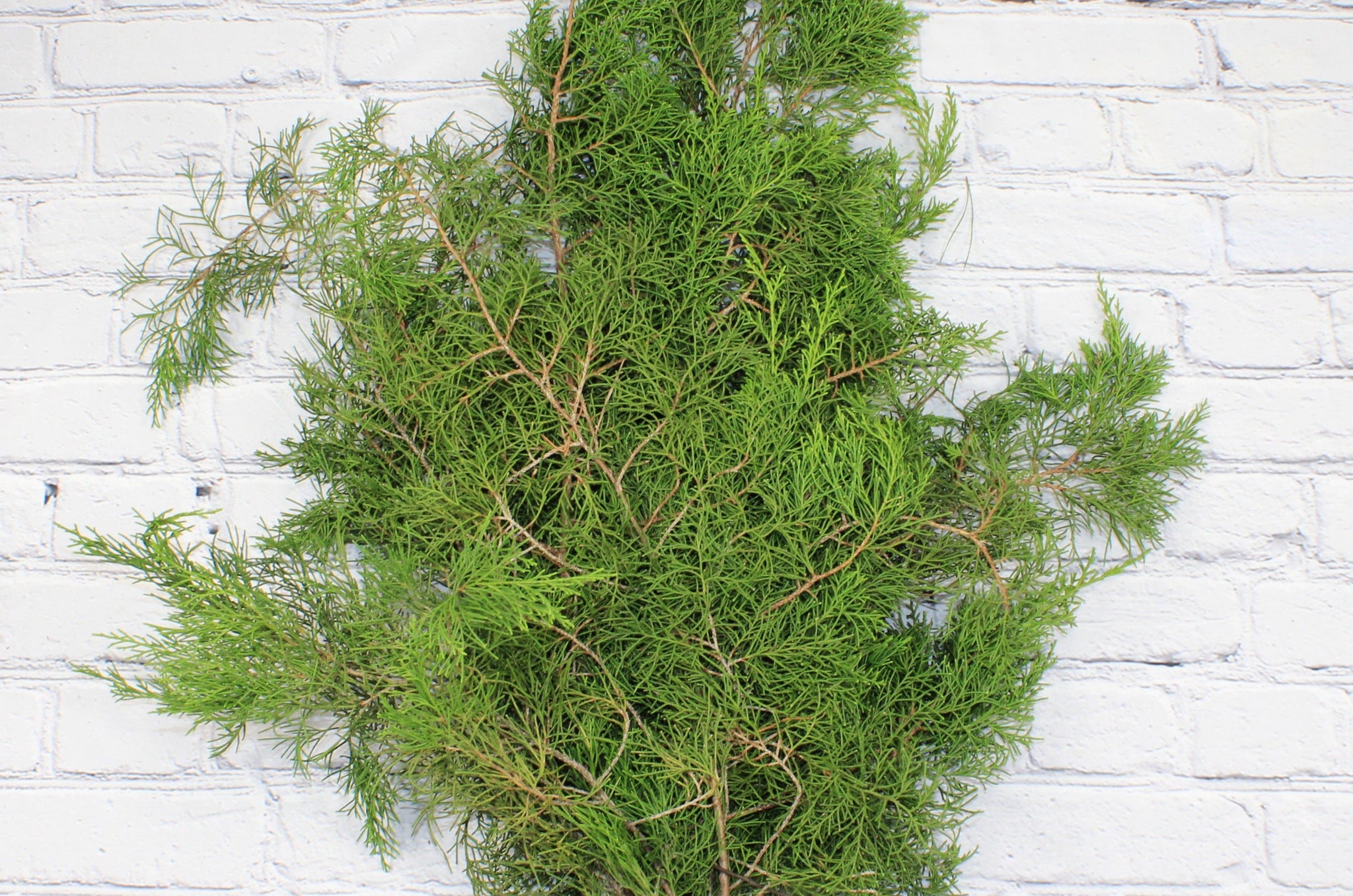 Fresh & Natural Blueberry Cedar – Therese Flowers