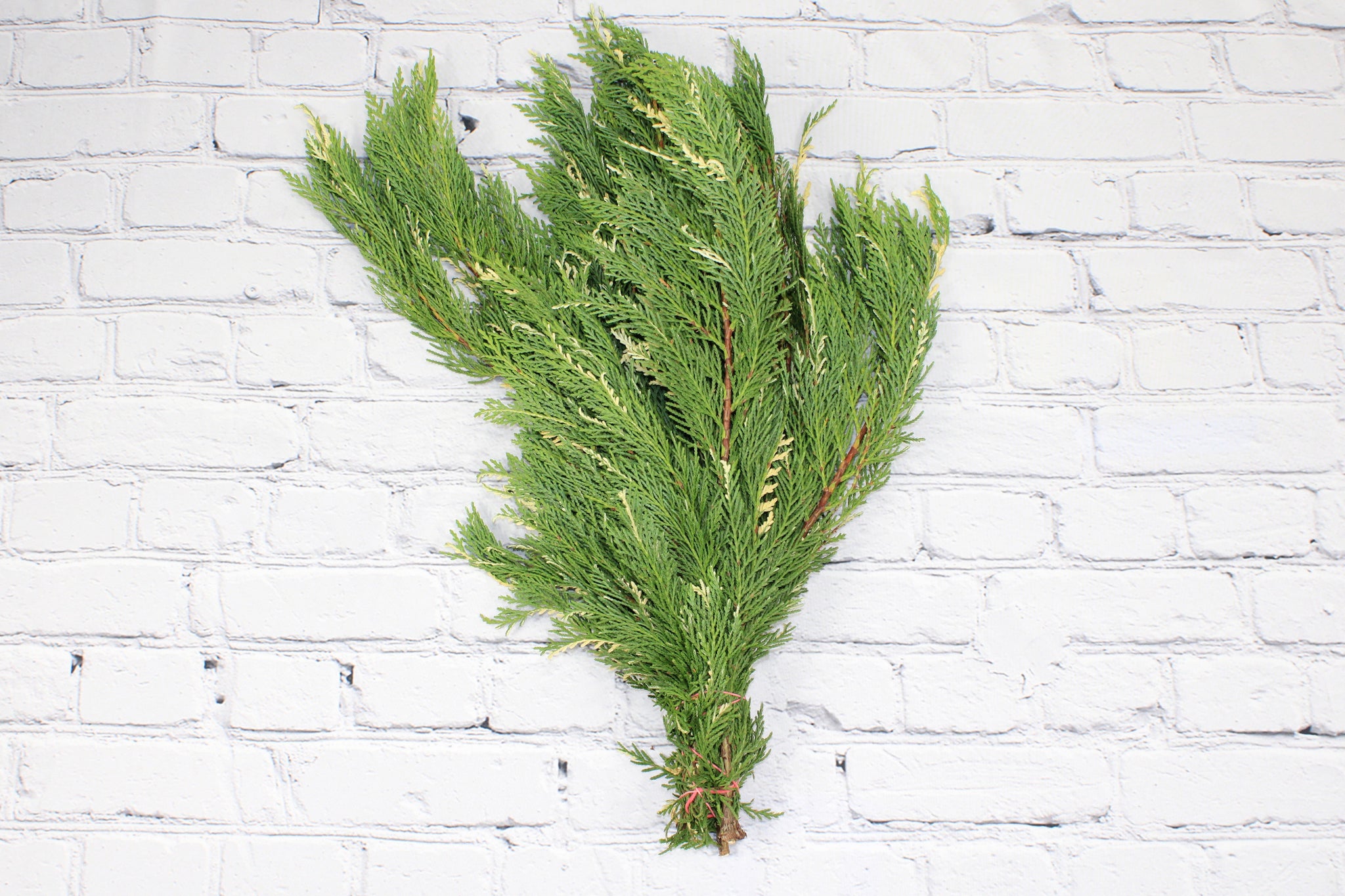Fresh & Natural Leyland Cedar - Variegated – Therese Flowers
