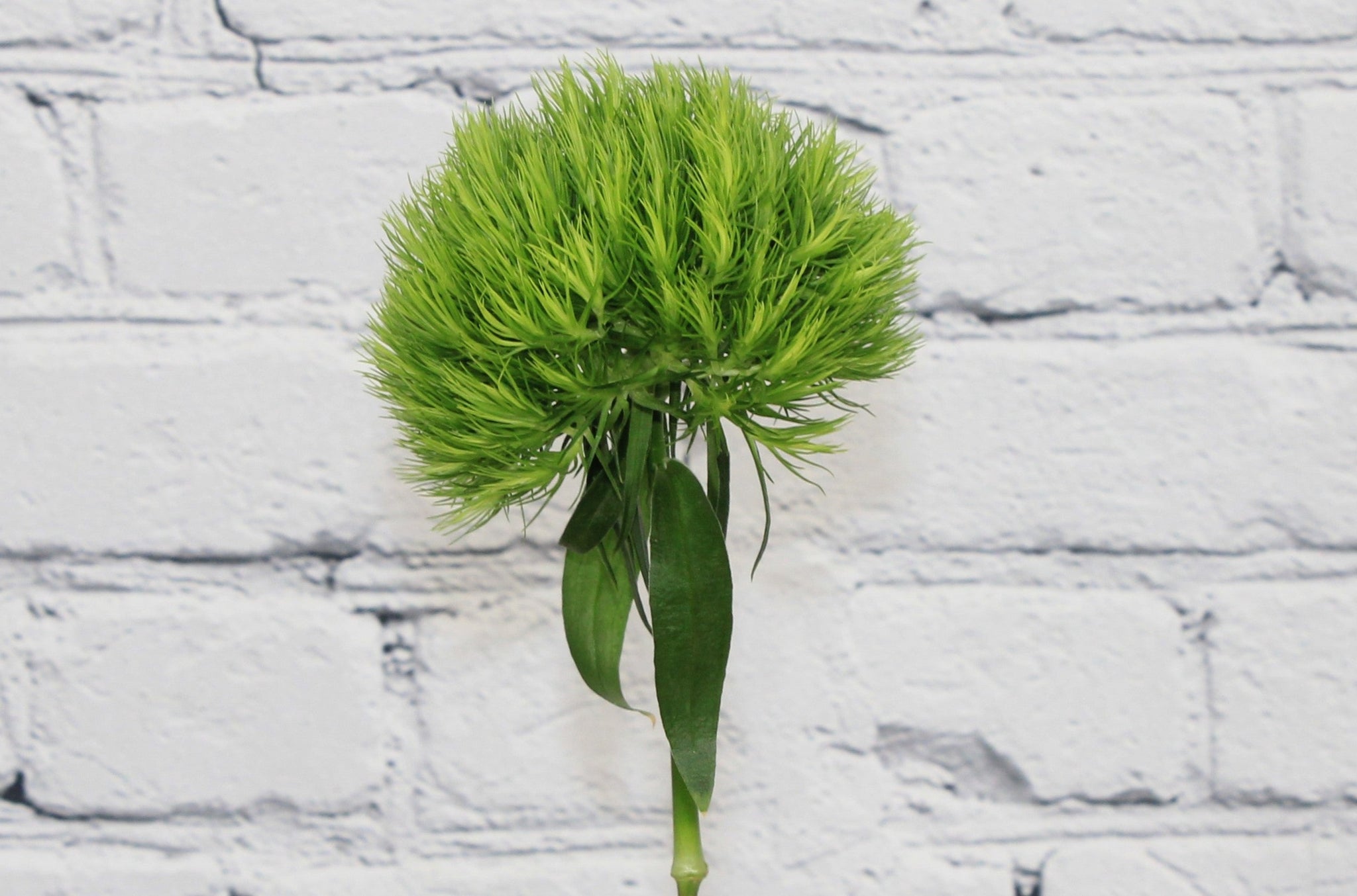 Fresh & Natural Dianthus Green Ball – Therese Flowers