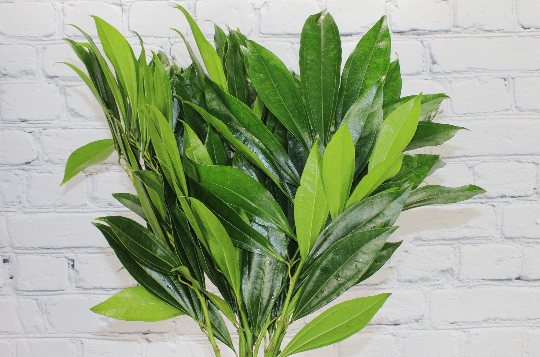 Fresh & Natural Cocculus Laurifolius – Therese Flowers