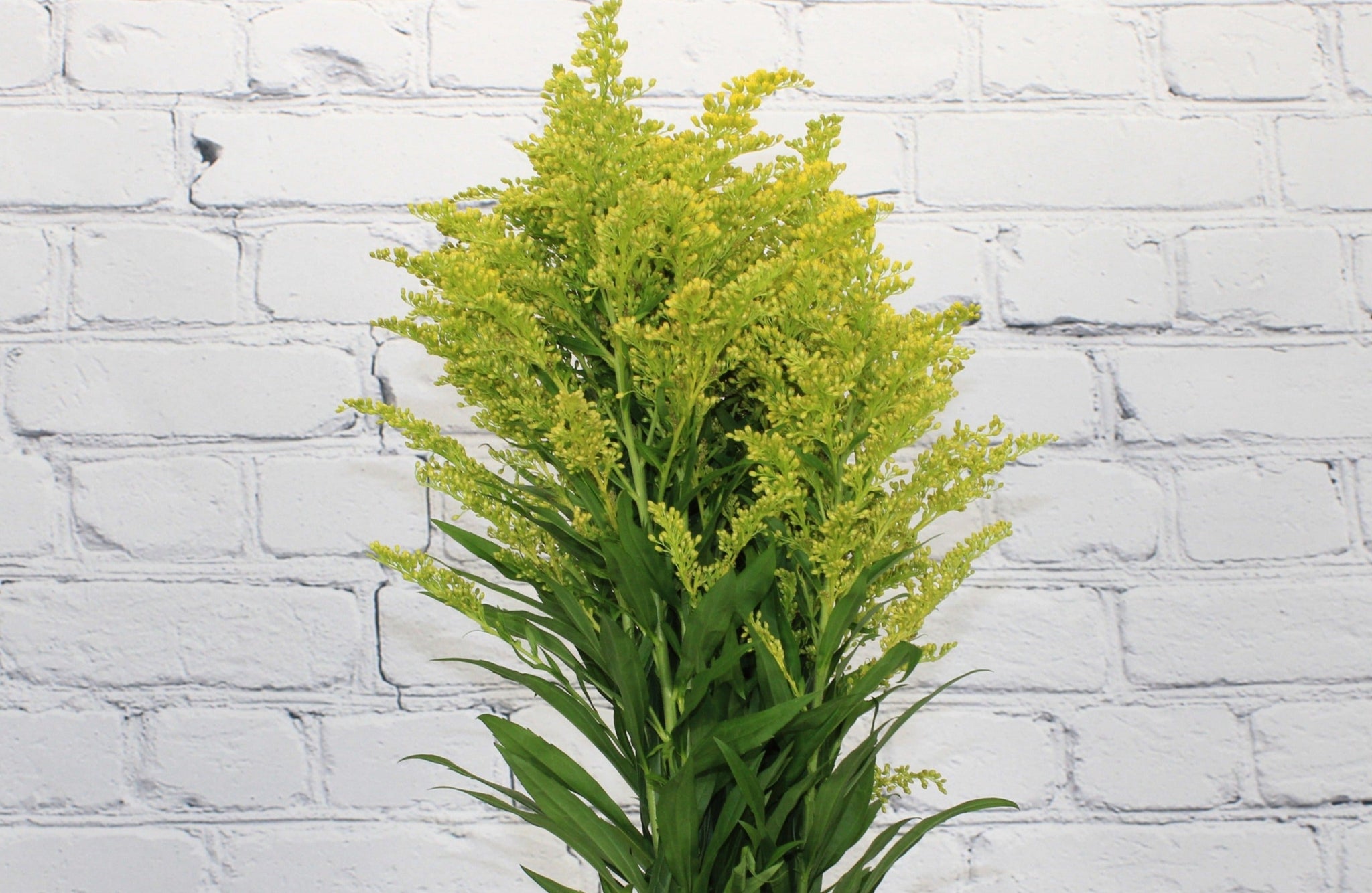 Fresh & Natural Solidago – Therese Flowers